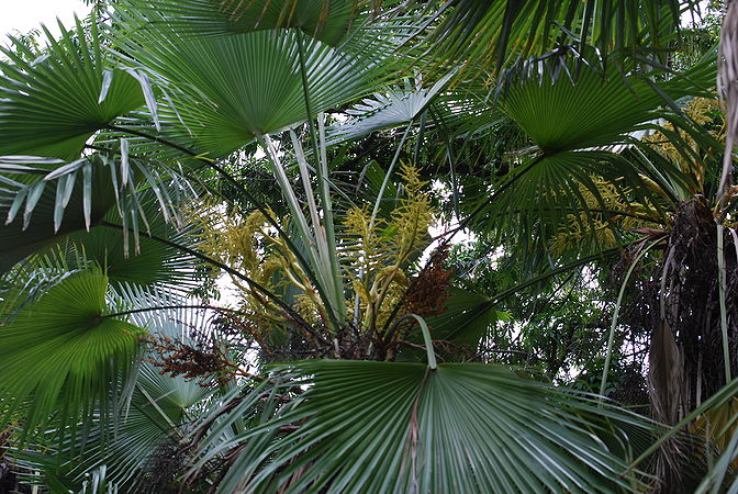 Trachycarpus martianus - Palms For California