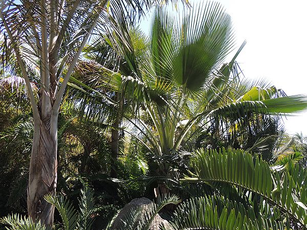 Copernicia fallaensis - Palms For California