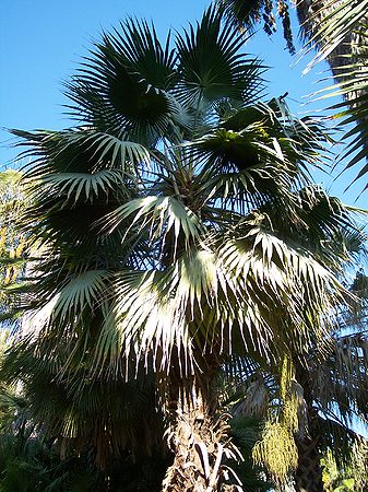 Brahea calcarea - Palms For California