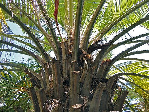 Butia x Jubaea - Palms For California