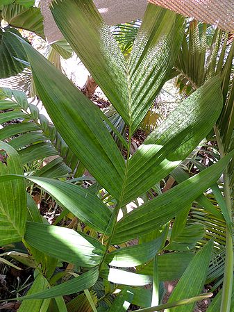 Pinanga coronata - Palms For California