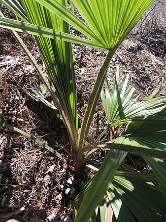 Brahea pimo - Palms For California