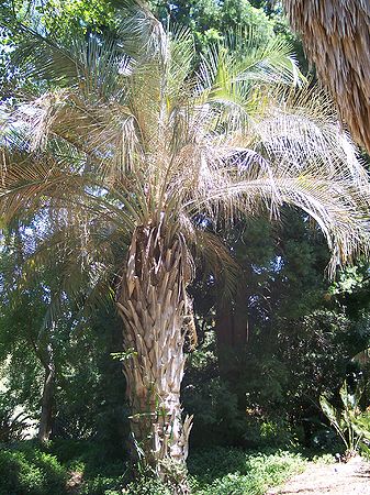 Butia x Jubaea - Palms For California