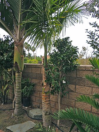 Gaussia maya - Palms For California