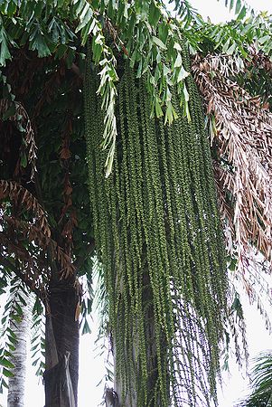 Caryota obtusa - Palms For California