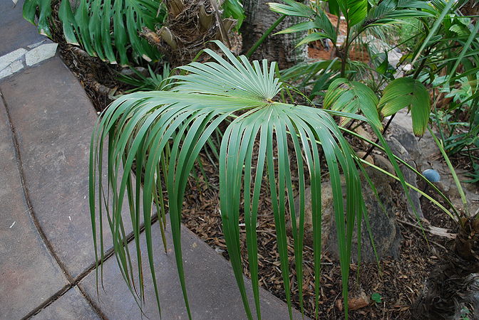 Coccothrinax spissa - Palms For California