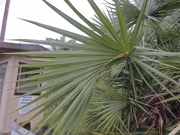 Hyphaene coriacea - Palms For California