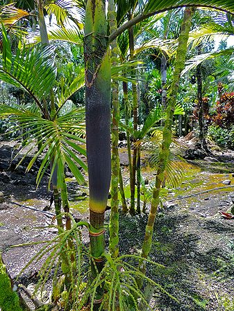 Pinanga philippinensis - Palms For California
