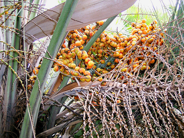 Butia paraguayensis - Palms For California