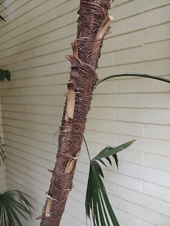Rhapis humilis - Palms For California