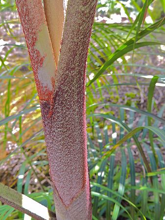 Dypsis heteromorpha - Palms For California