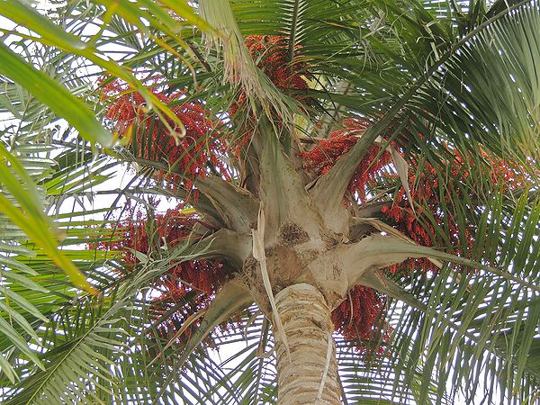 Ravenea rivularis - Palms For California