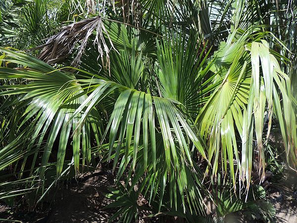 Trachycarpus latisectus - Palms For California