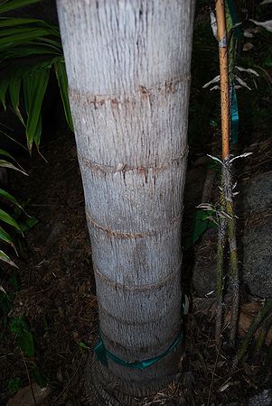 Syagrus botryophora - Palms For California