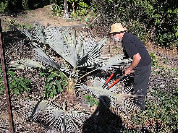 Brahea armata - Palms For California