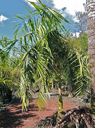 Dypsis rivularis - Palms For California