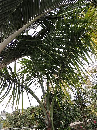 Gaussia maya - Palms For California