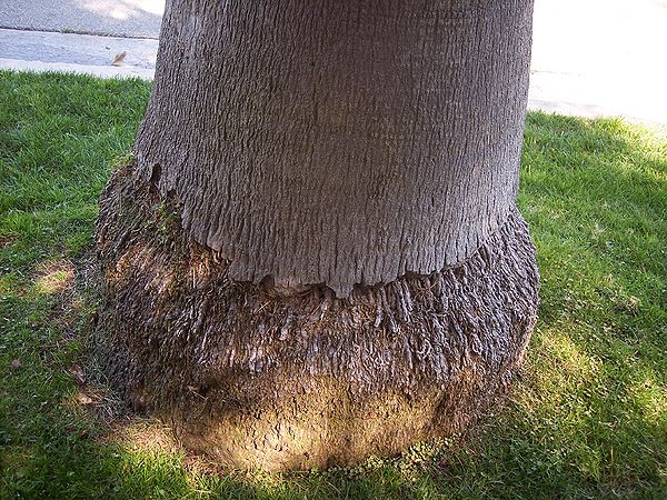 Washingtonia robusta - Palms For California