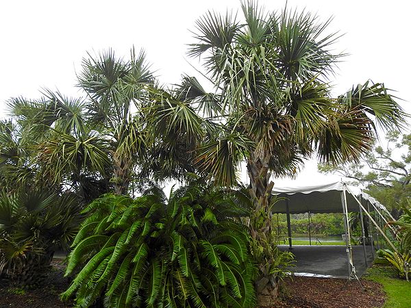 Sabal yapa - Palms For California