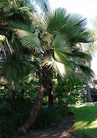 Brahea dulcis - Palms For California