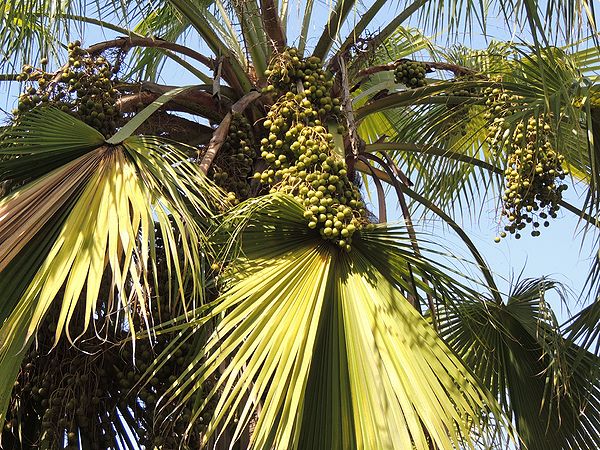 Brahea edulis - Palms For California
