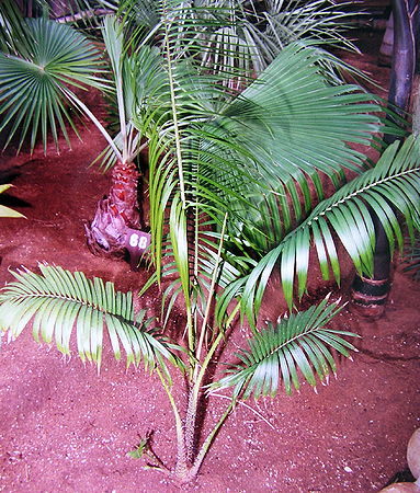 Daemonorops angustifolia - Palms For California