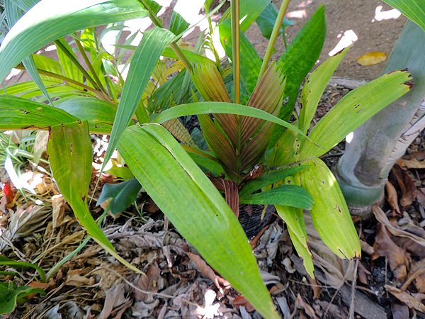 Pinanga coronata - Palms For California