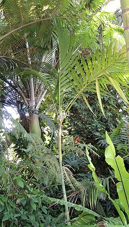 Pinanga javana - Palms For California