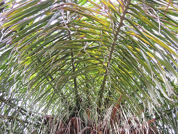Attalea phalerata - Palms For California