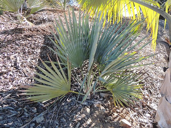 Brahea decumbens - Palms For California