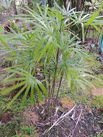 Rhapis multifida - Palms For California