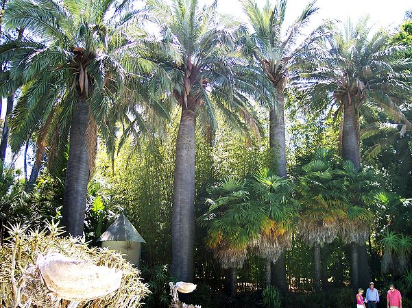 Jubaea chilensis - Palms For California