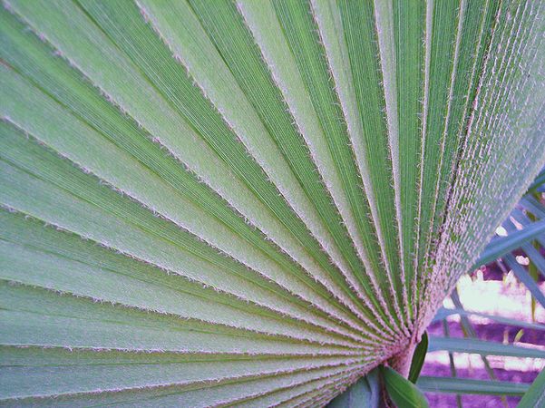 Brahea pimo - Palms For California