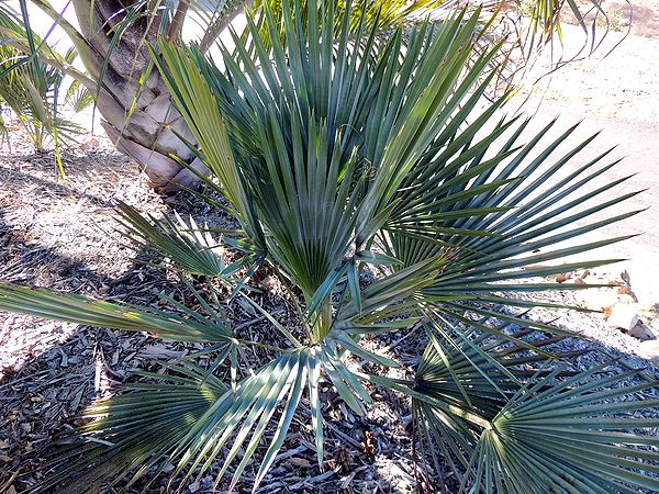 Brahea decumbens - Palms For California