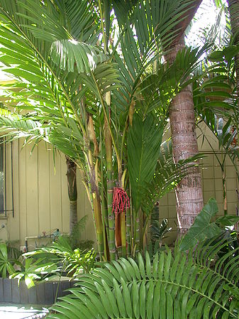 Pinanga coronata - Palms For California