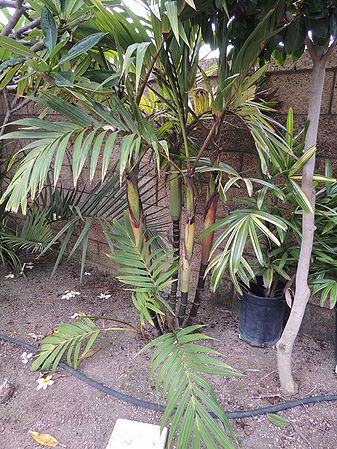 Pinanga philippinensis - Palms For California