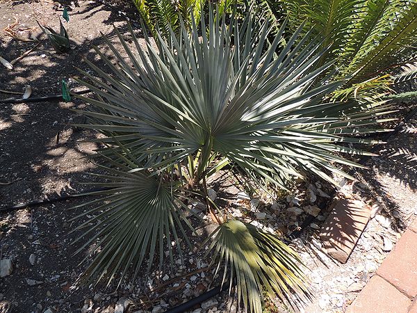 Brahea decumbens - Palms For California