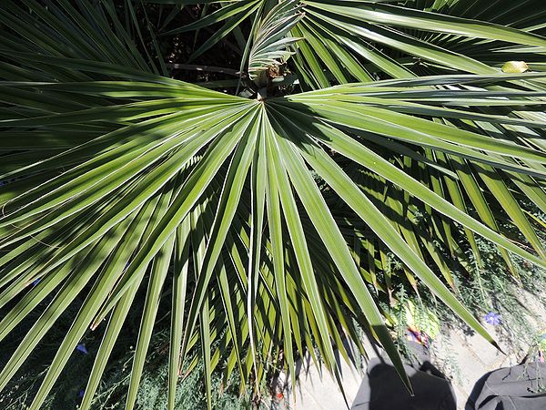Brahea 'Super Silver' - Palms For California
