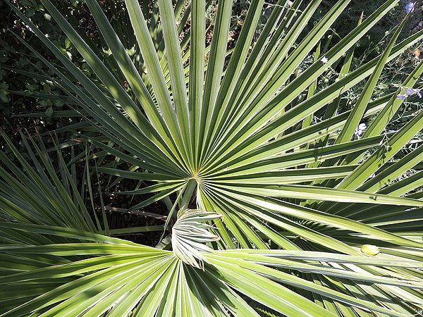 Brahea 'Super Silver' - Palms For California