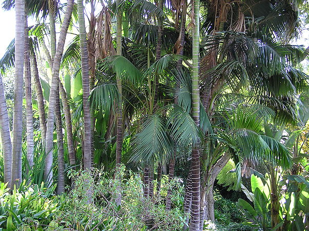 Howea forsteriana - Palms For California