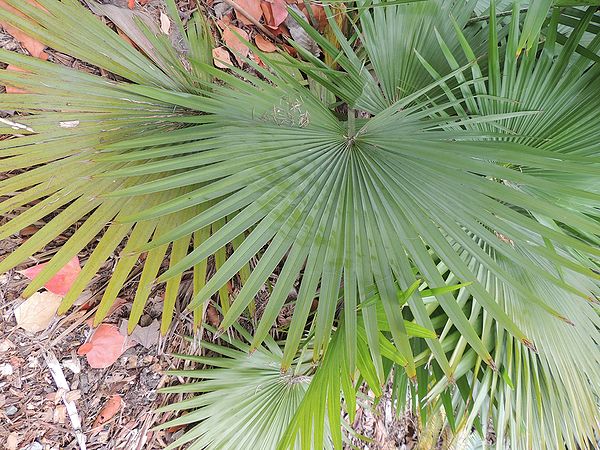 Brahea dulcis - Palms For California