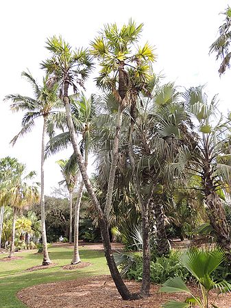 Hyphaene thebaica - Palms For California