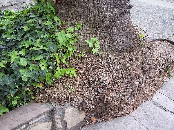 Washingtonia robusta - Palms For California