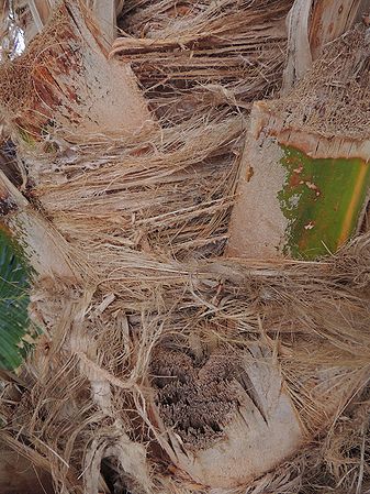 Pritchardia beccariana - Palms For California