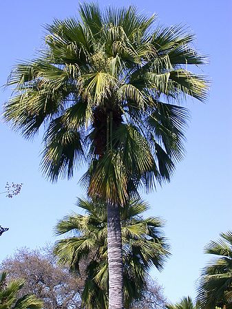 Brahea edulis - Palms For California