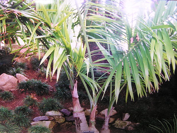 Gaussia maya - Palms For California