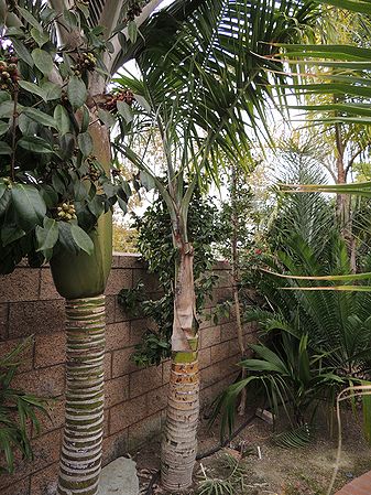 Gaussia maya - Palms For California