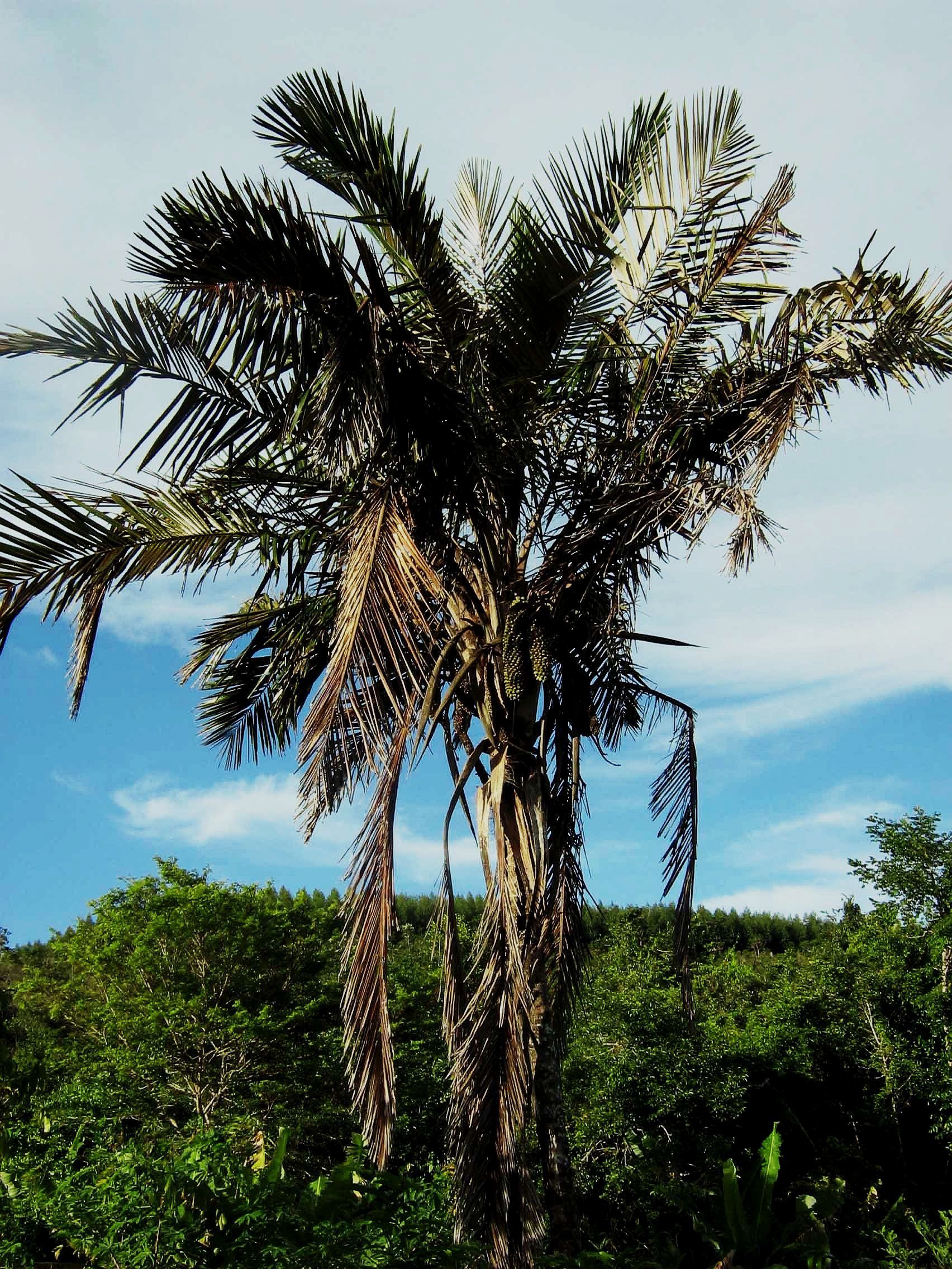 Allagoptera caudescens (Buri palm tree) (Polyandrococos caudescens)