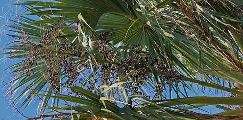 Sabal domingensis - Palmpedia - Palm Grower's Guide