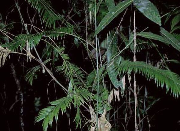 Calamus pilosellus - Palmpedia - Palm Grower's Guide